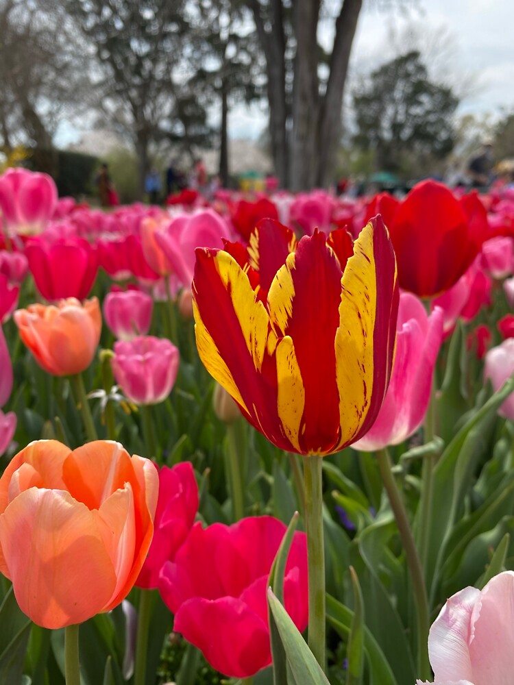 "Tulip Field in Dallas" Sticker for Sale by Designsbyirisx | Redbubble