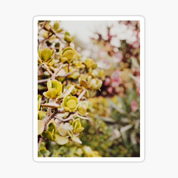 "California green" Sticker for Sale by FigureAndFold | Redbubble