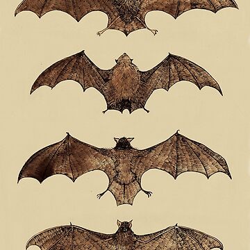 "Bat studies" Sticker for Sale by djrbennett | Redbubble