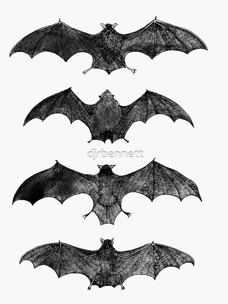 "Bat studies" Sticker for Sale by djrbennett | Redbubble