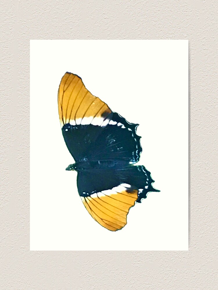 "Original Monarch Photo By Texanlisa" Art Print for Sale by texanlisa ...