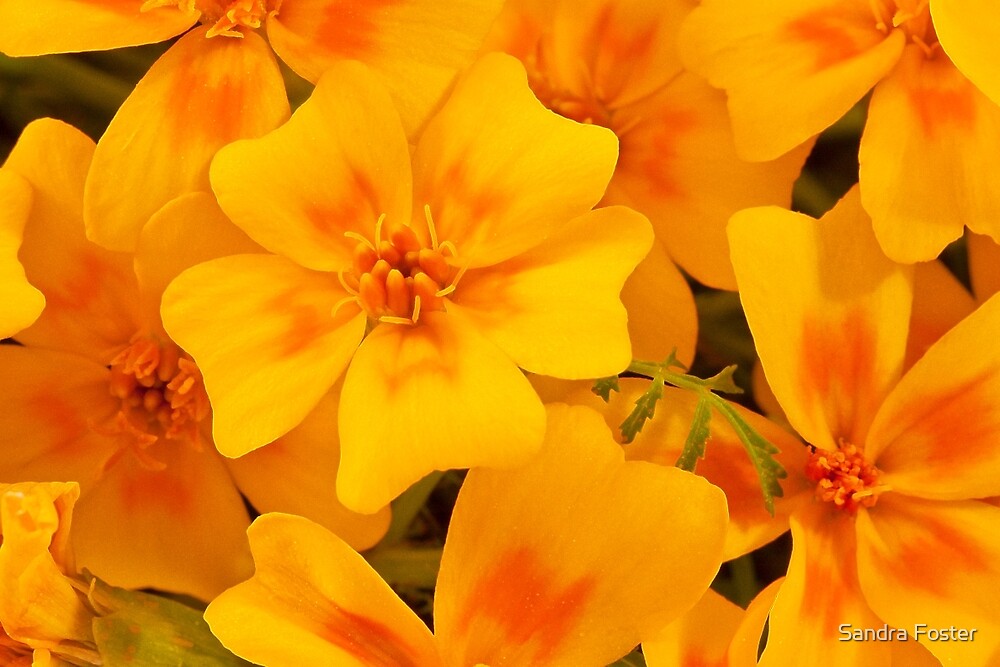 "Tagette Blossoms Macro" by Sandra Foster | Redbubble