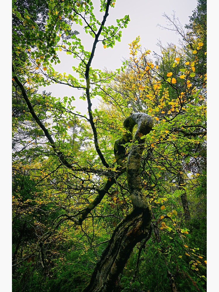 "The twisted path" Poster for Sale by ClaireBear | Redbubble