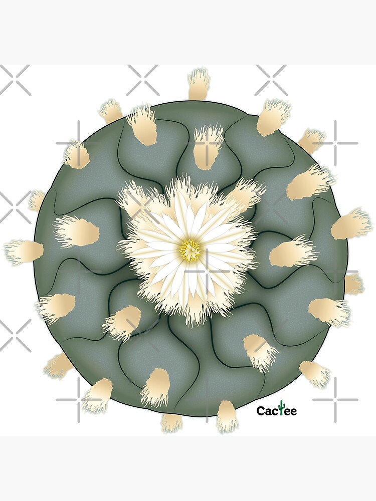 Póster «Lophophora Diffusa Falso Peyote» de Cactee | Redbubble