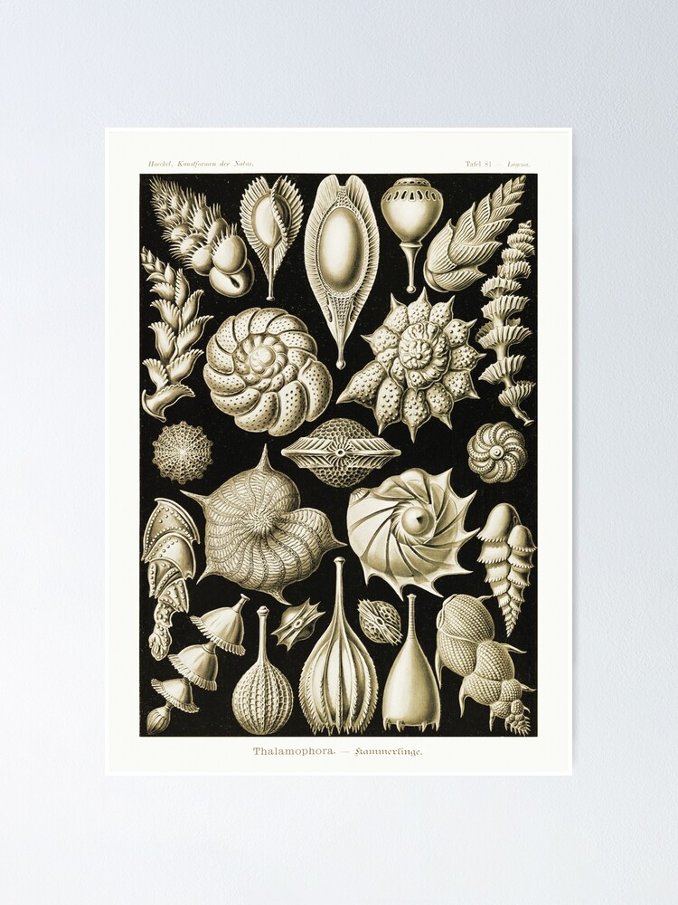 "Ernst Haeckel | Radiolaria Thalamophora HD | Tinted Golden | " Poster ...