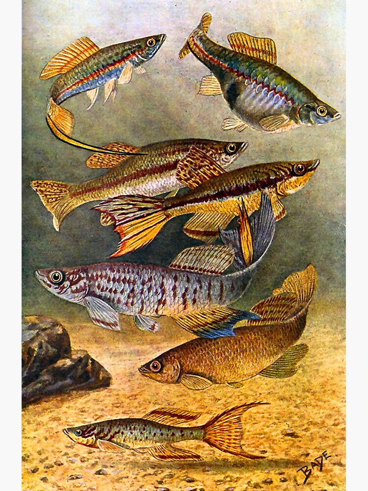 "Bade 1915 Killifish Drawing" Sticker for Sale by killies | Redbubble