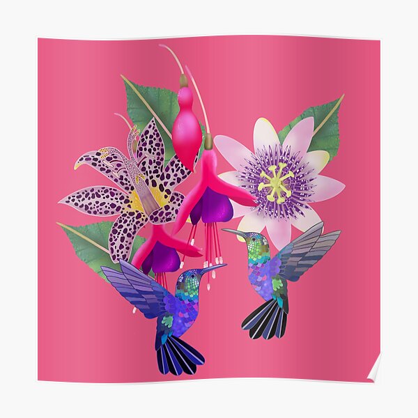 Póster «Colibrí floral con fucsia, mousse de frambuesa, lirio de sapo y ...