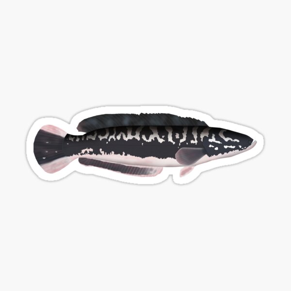 "Giant Snakehead" Sticker for Sale by fishfolkart | Redbubble