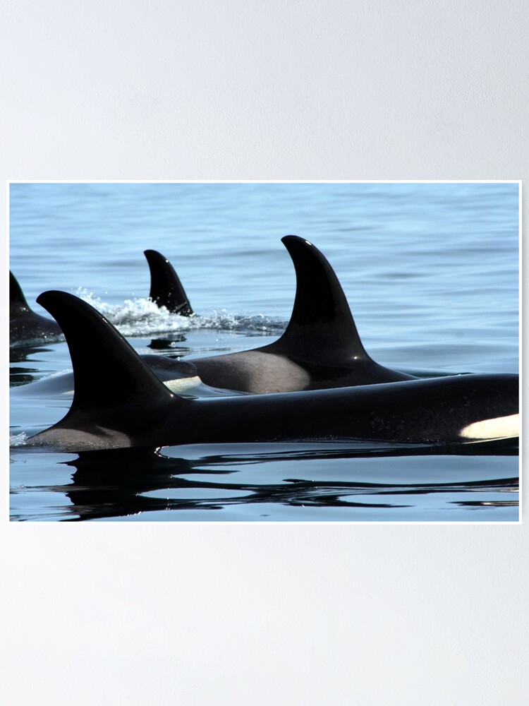 "Killer whale orca fins" Poster for Sale by Motivation111 | Redbubble