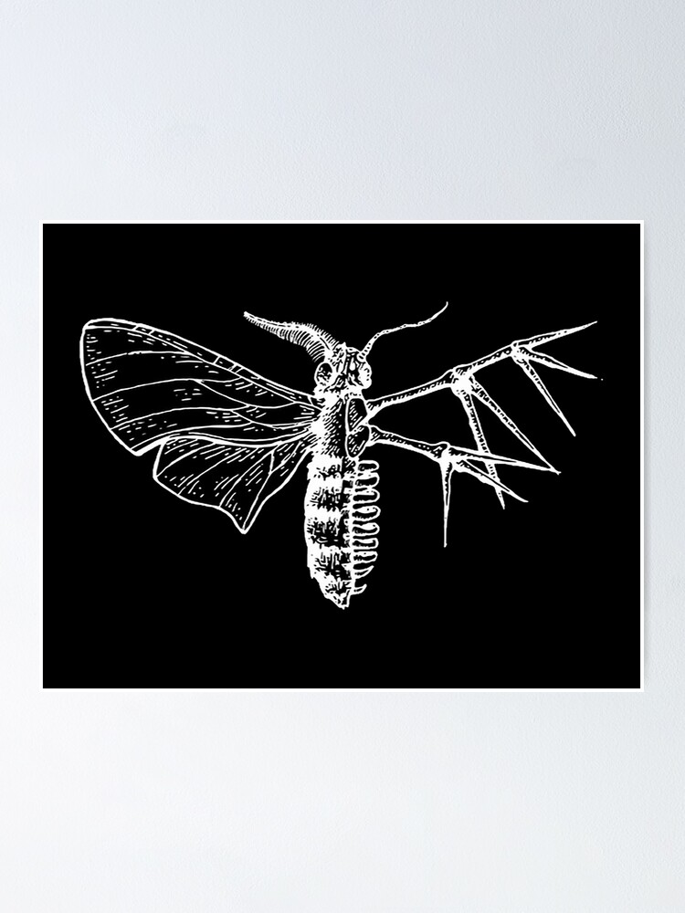 "moth body anatomy skeleton" Poster for Sale by Somplax | Redbubble