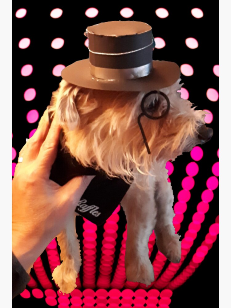 Pegatina «se rifa el perro caballero con chistera y monóculo» de ...