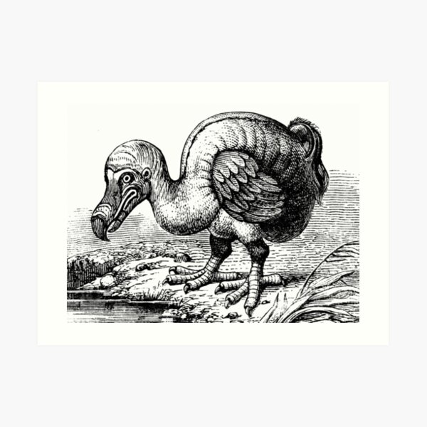 "Extinct animal,Dodo print,dodo,extinct, animal, animals, Dodo wall art ...