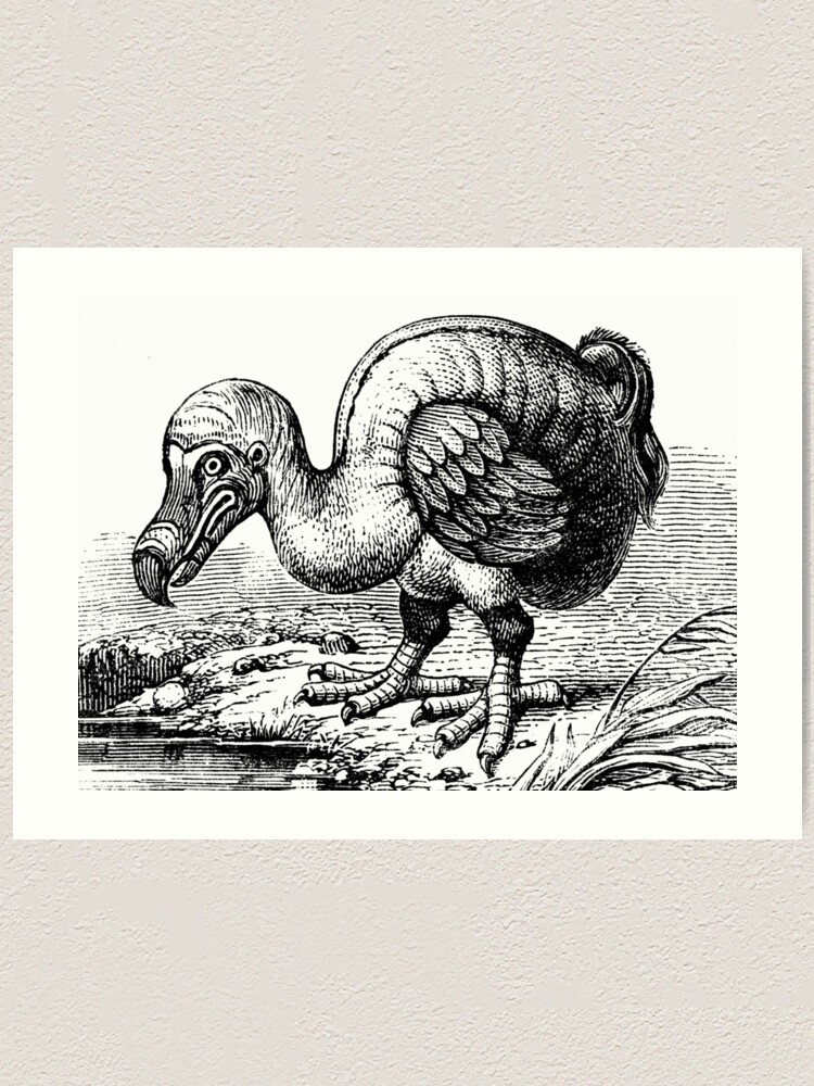 "Extinct animal,Dodo print,dodo,extinct, animal, animals, Dodo wall art ...