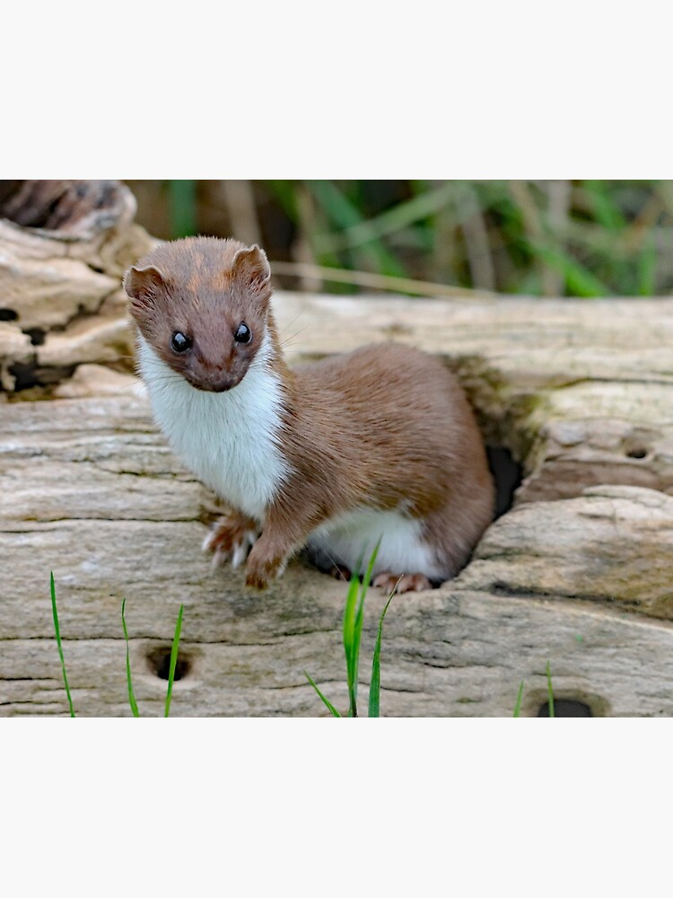 "A Delightful Little Weasel" Poster for Sale by 23rdjuly1960 | Redbubble