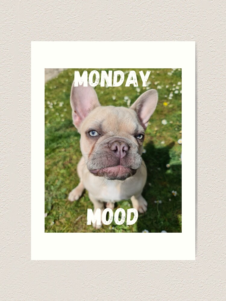 "Monday meme dog meme French bulldog " Art Print for Sale by CashReview ...