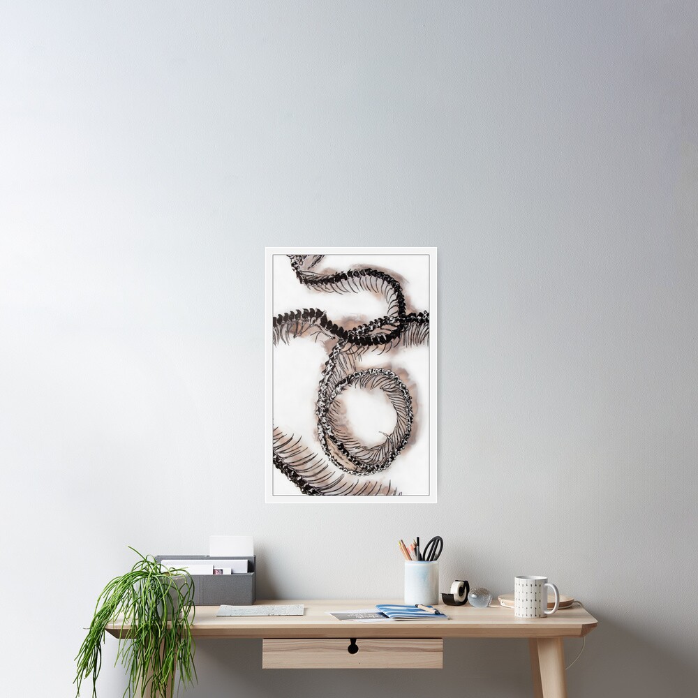"Boavus Fossil Snake Drawing" Poster by hannamaefox | Redbubble