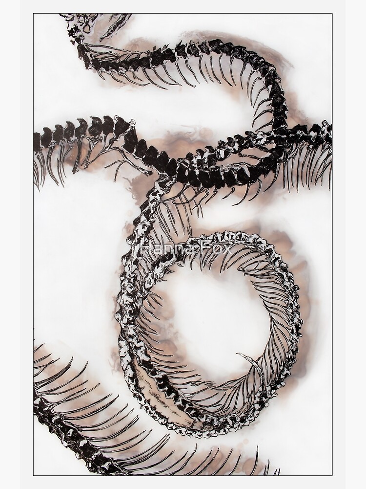 "Boavus Fossil Snake Drawing" Poster by hannamaefox | Redbubble