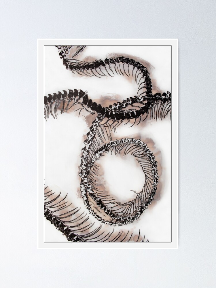 "Boavus Fossil Snake Drawing" Poster by hannamaefox | Redbubble