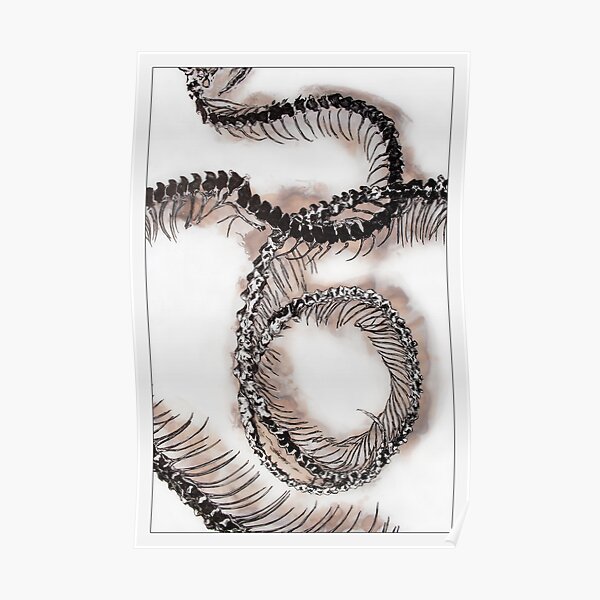 "Boavus Fossil Snake Drawing" Poster by hannamaefox | Redbubble