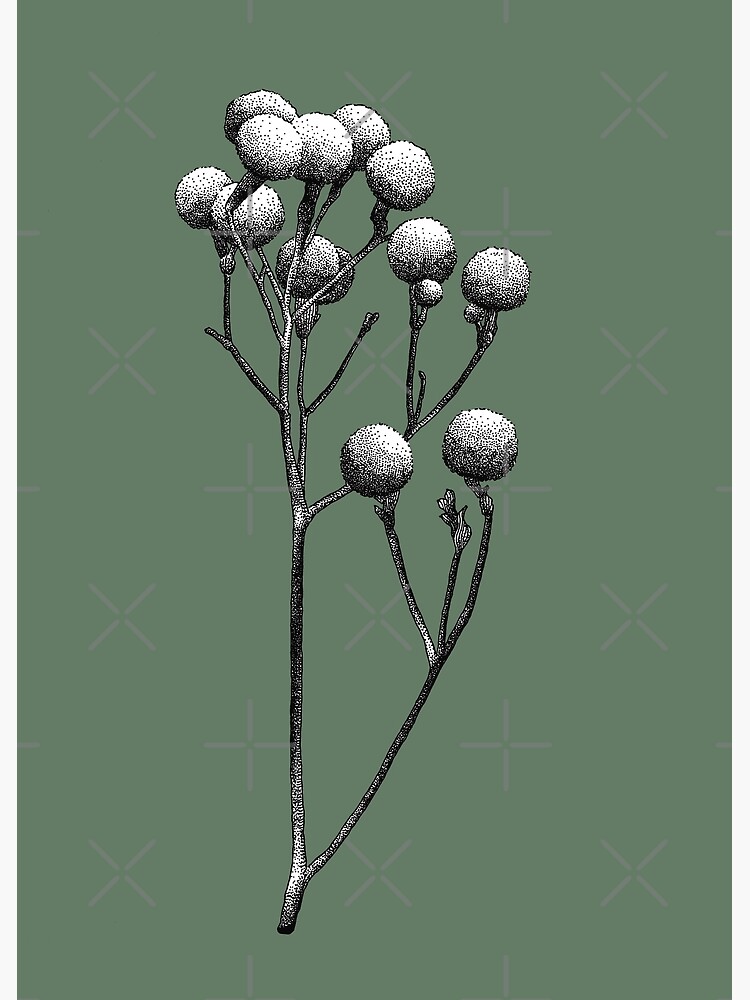"floral art print, illustrated plant: blue cohosh »Caulophyllum ...