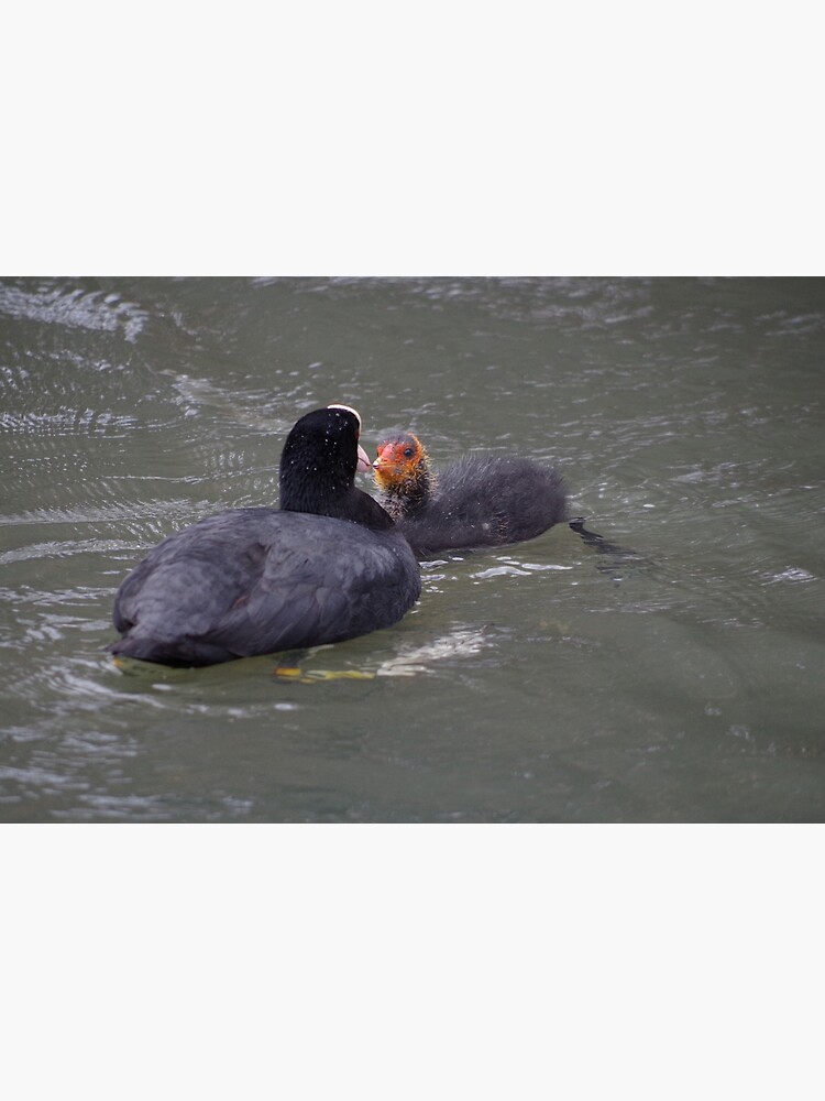 "Coot with young" Poster by CORNISHPHOTOS | Redbubble