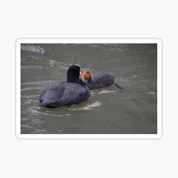 "Coot with young" Sticker for Sale by CORNISHPHOTOS | Redbubble