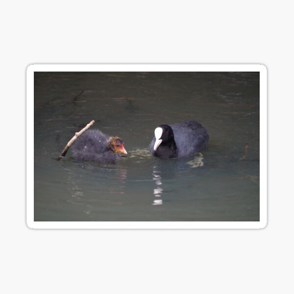 "Coot with young" Sticker for Sale by CORNISHPHOTOS | Redbubble