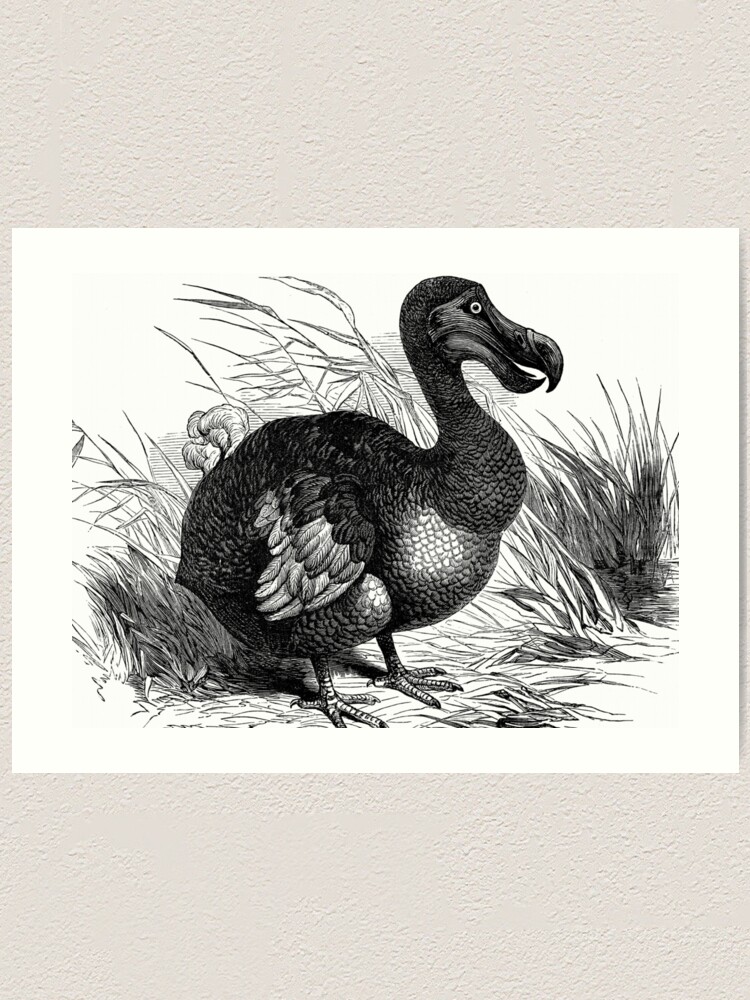 " Extinct animal,Dodo print,dodo,extinct, animal, animals, Dodo wall ...