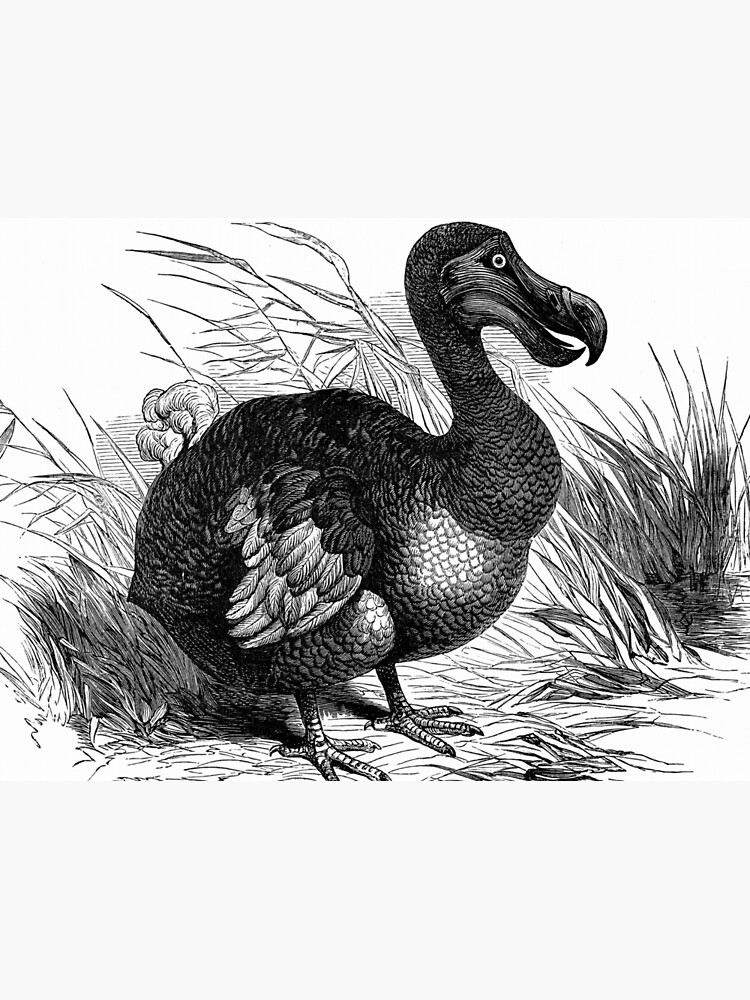 " Extinct animal,Dodo print,dodo,extinct, animal, animals, Dodo wall ...