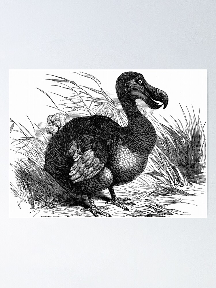 " Extinct animal,Dodo print,dodo,extinct, animal, animals, Dodo wall ...