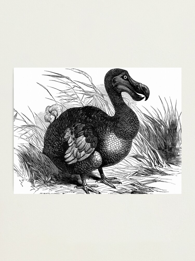 " Extinct animal,Dodo print,dodo,extinct, animal, animals, Dodo wall ...