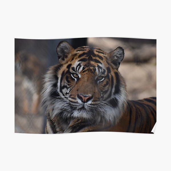 "Sumatran Tiger" Poster for Sale by bugboiben | Redbubble
