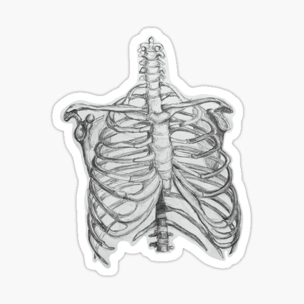 "Rib Cage" Sticker for Sale by khjelmar | Redbubble