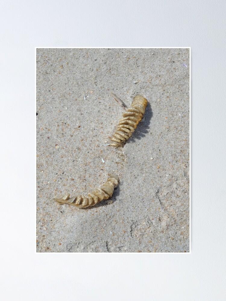 "Conch Shell Egg Sack in the Sand at Assateague Island Maryland" Poster ...
