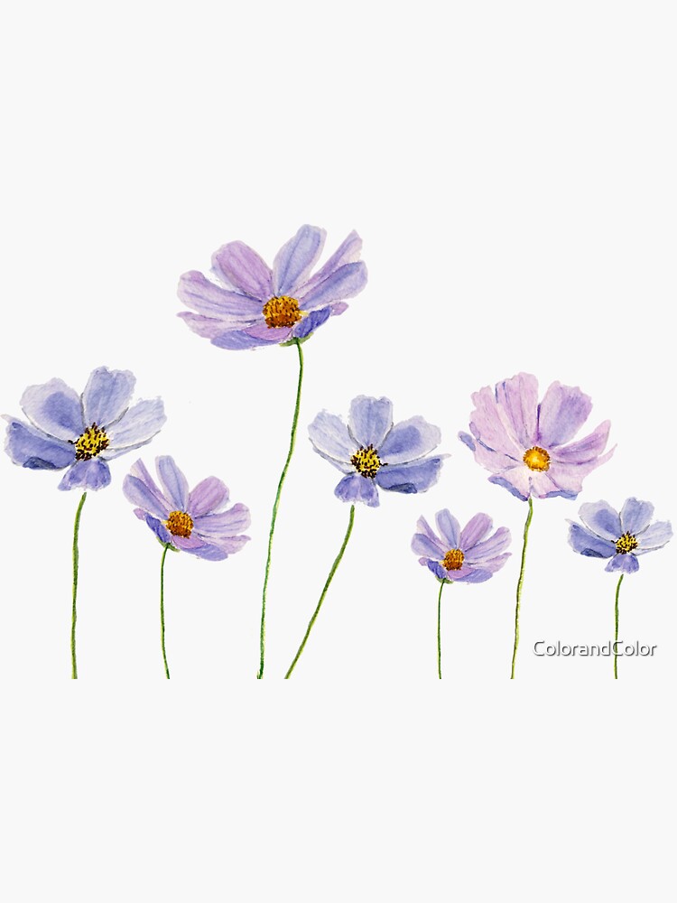 "hand painted purple cosmos flowers watercolor" Sticker for Sale by ...