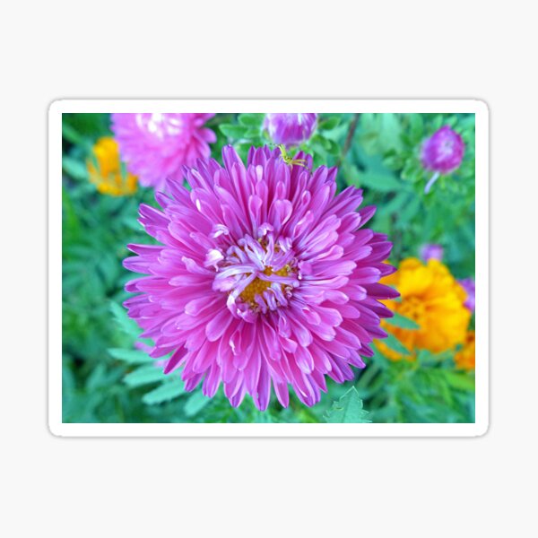 "Aster with tiny Crab Spider" Sticker for Sale by FrankieCat | Redbubble