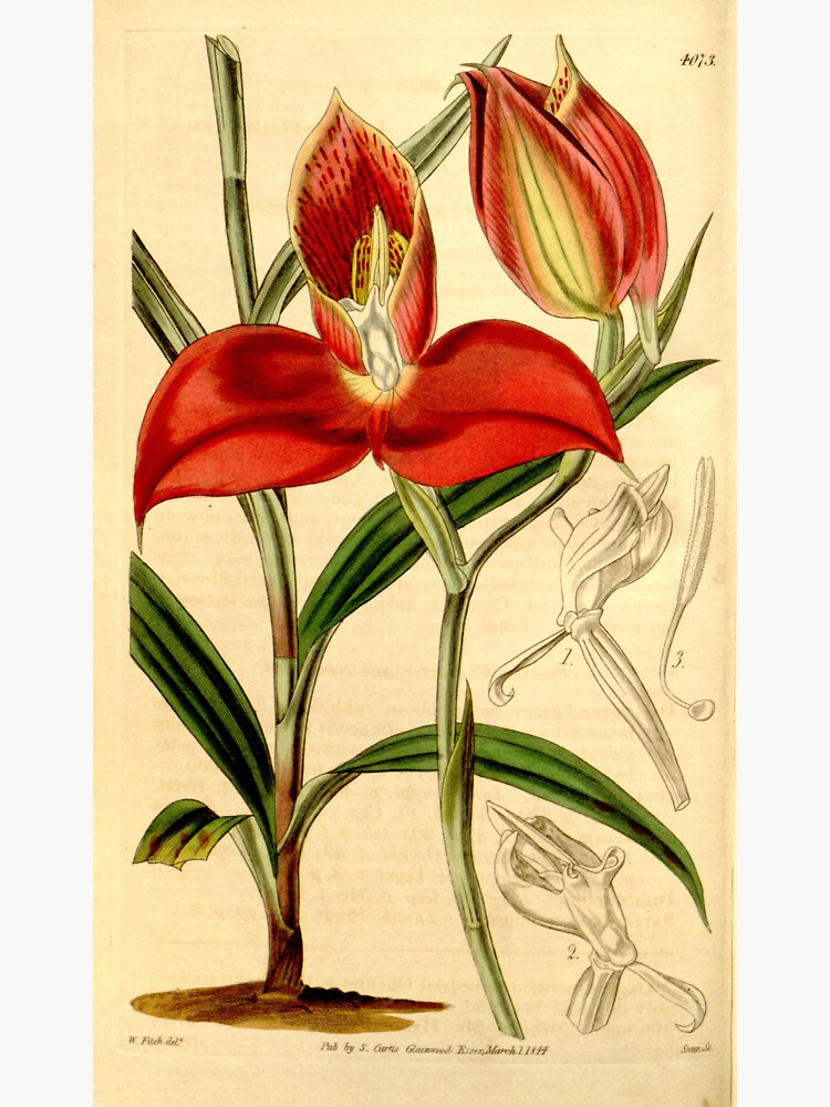 "Disa uniflora (as Disa grandiflora) Curtis' 70 (N.S. 17) pl. 4073 ...