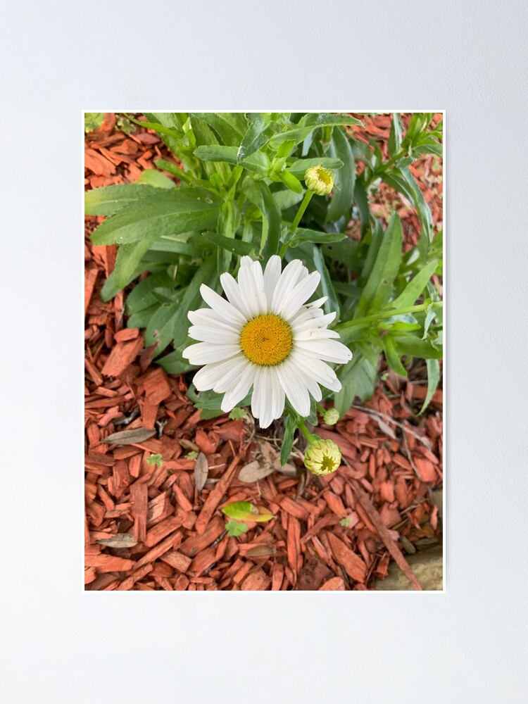 "Daisy " Poster by Roonature | Redbubble