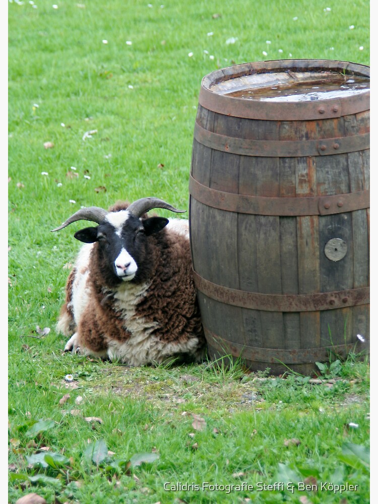 "Sheep and Barrel, Bunratty Castle and Folk Park" Sticker for Sale by ...