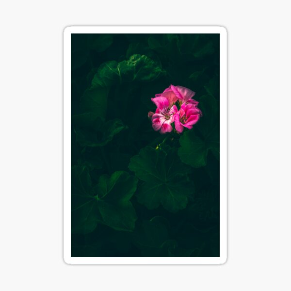 "Ivy leaf Geranium" Sticker for Sale by alanshapiro | Redbubble