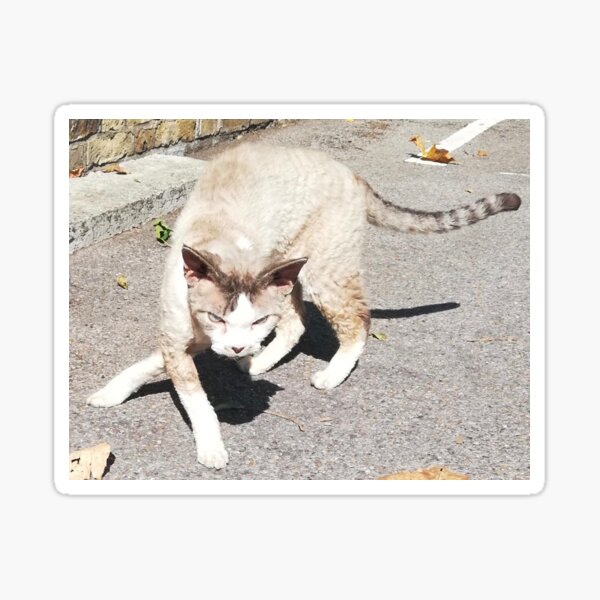 "Ugly cat" Sticker for Sale by Bengo2014 | Redbubble