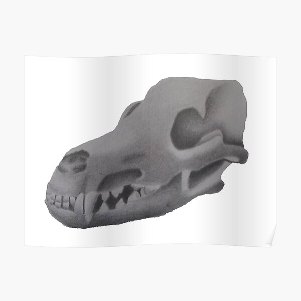 "Coyote Skull Drawing" Poster for Sale by KurtisKreates | Redbubble