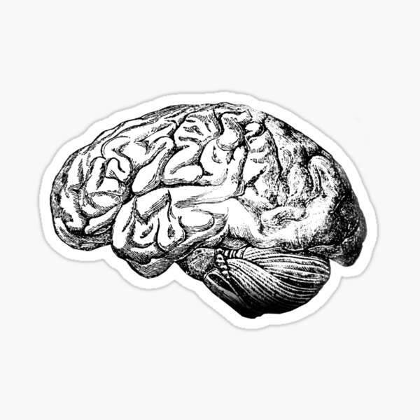 "Brain Anatomy" Sticker for Sale by StilleSkygger | Redbubble