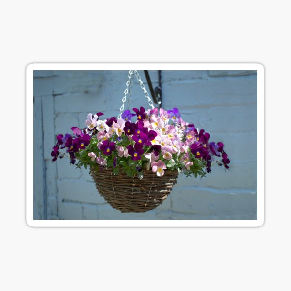 "Hanging Basket " Sticker by Alisonchambers2 | Redbubble