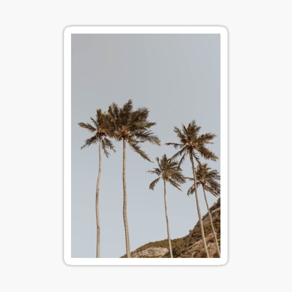 "palm trees lxix" Sticker for Sale by mauikauai | Redbubble