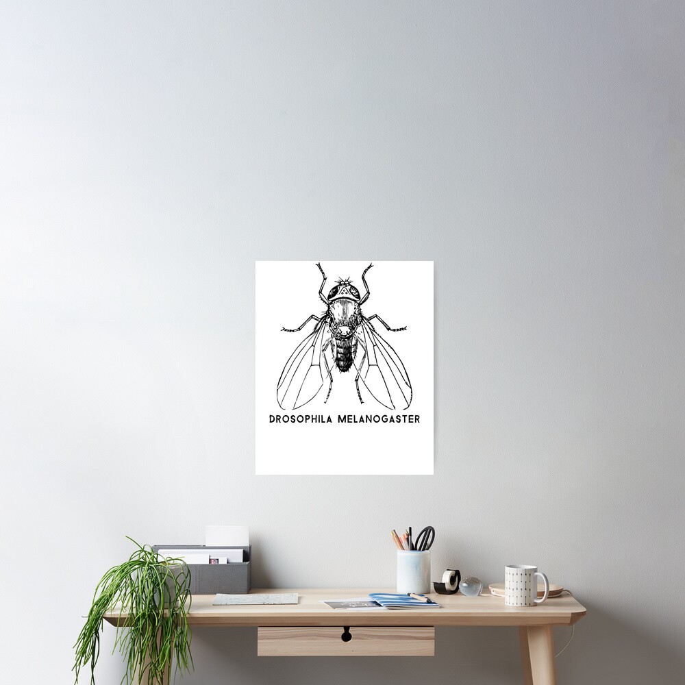 "Drosophila Melanogaster Fruit fly for scientists" Poster for Sale by ...