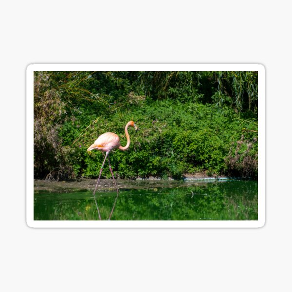 "Long Legs" Sticker for Sale by 94feet | Redbubble