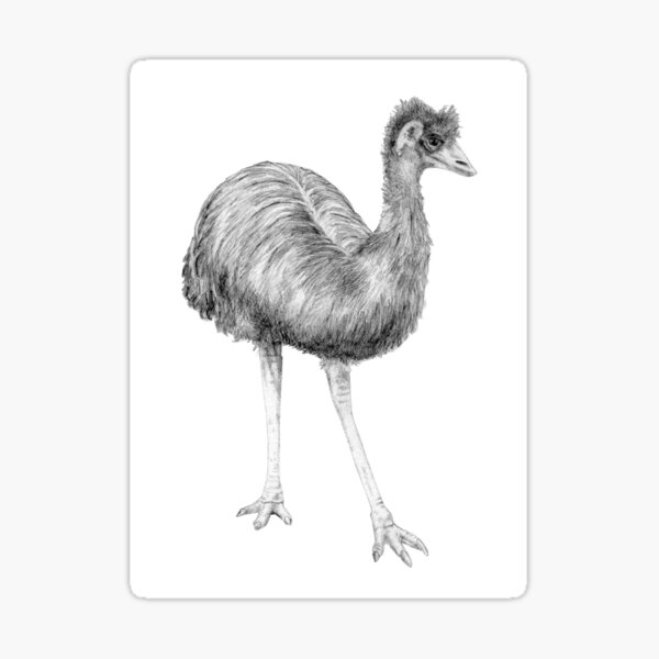 "Young Emu" Sticker for Sale by EileenWorssam7 | Redbubble