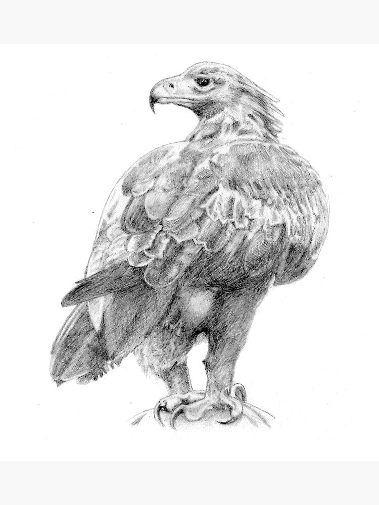 "Eagle - Australian Wedge Tail" Sticker for Sale by EileenWorssam7 ...
