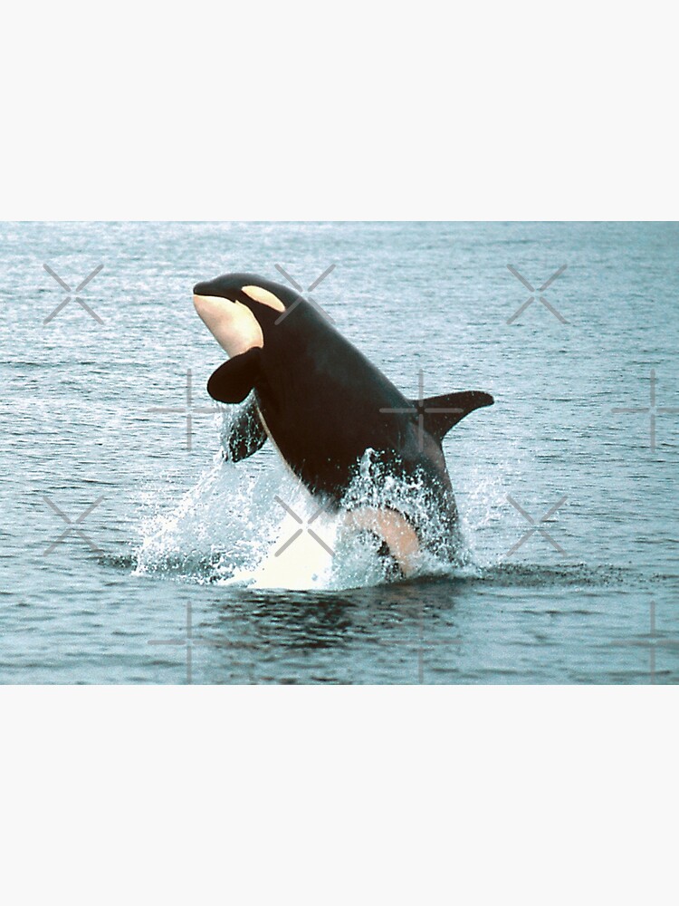 Killer whale orca jumping Premium Matte Vertical Poster sold by ...